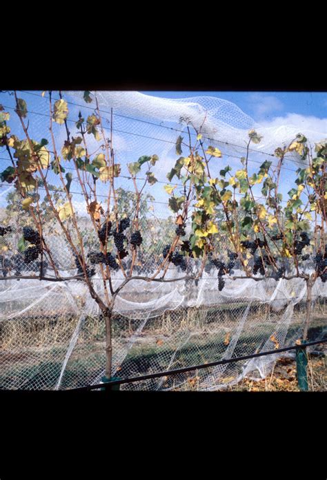 How To Use The Assignment Two Object Detection Api