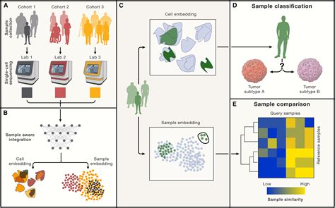 The Future Of Rapid And Automated Single Cell Data Analysis Using Reference Mapping Cell