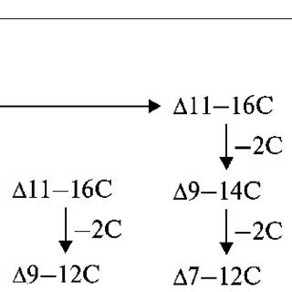 Possible Biosynthetic Pathways Of Monounsaturated Sex Pheromone Download Scientific Diagram