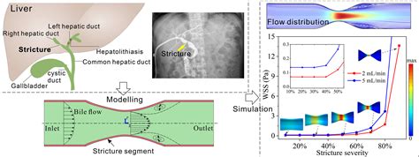 International Journal For Numerical Methods In Biomedical Engineering Wiley Online Library