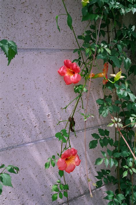 기타 능소화 기타 생물종 BRIC