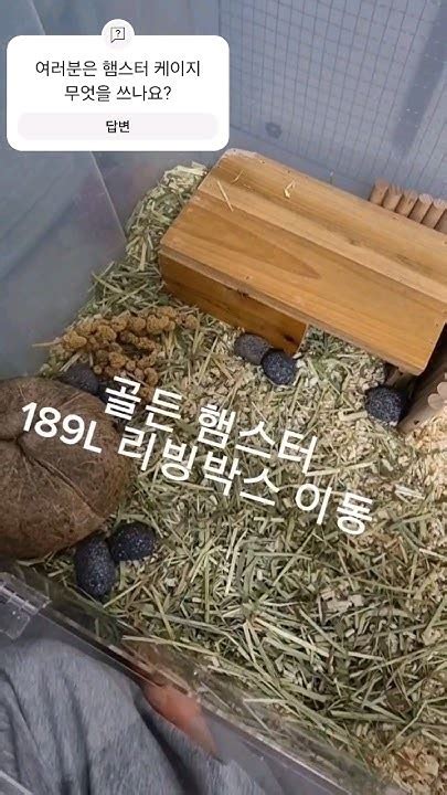 골든 햄스터 케이지 바꾸기 Youtube