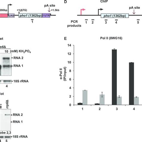 Two Overlapping Transcripts Are Made At The Pho1 Locus A Pho1