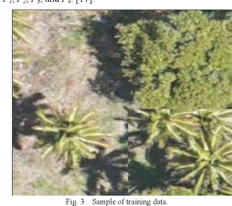 Figure 3 From Coconut Tree Detection In Coastal Areas With Fast Rcnn Using Resnet 50 Semantic