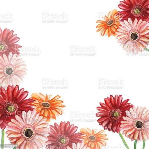 핑크 레드와 오렌지 거 베라와 프레임 수채화 그림입니다 거베라데이지에 대한 스톡 벡터 아트 및 기타 이미지 거베라데이지 3
