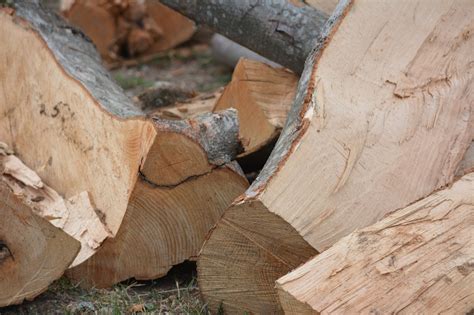 Wood Trunks Of Free Photo On Pixabay Pixabay