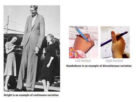 Variation And Evolution Pptx