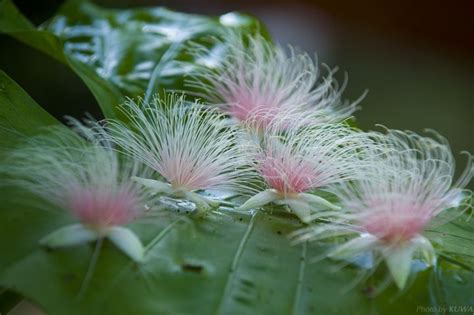 Experience The Enchanting Sagaribana Blooming In Okinawa