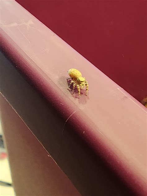 Help Is This Spider Gravid R Jumpingspiders