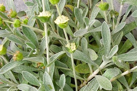 Βότανο για το κυκλοφοριακο το κρυολόγημα το βήχα και τον πονόλαιμο Plants Herbs Garden