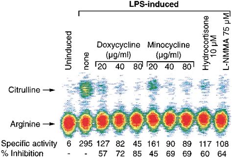 Effect Of Doxycycline And Minocycline On Inos Enzyme Activity In Raw Download Scientific