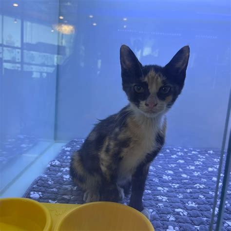 코리안숏헤어 팔월이 아메리칸코카스파니엘 꼬동 오드아이고양이 가필드고양이 그레이트피레니즈 말티푸성격 아기강아지 다리짧은강아지 다리짧은고양이 말티즈성격 삽살개분양 반려묘 큰개