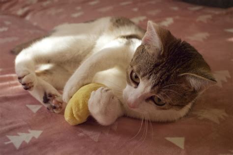 Is Catnip Safe For Kittens Vet Reviewed Facts And Faq Catster