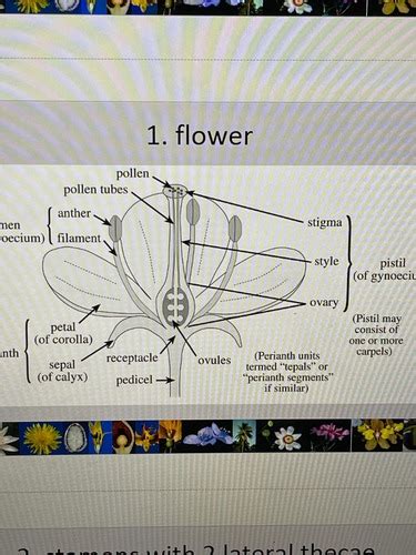 Exam 2 Lecture Objectives Flashcards Quizlet