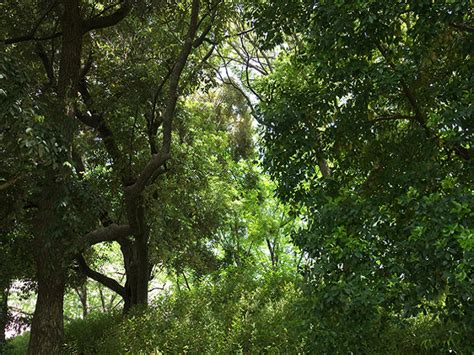 新緑の森を散策 FOREST STUDIO
