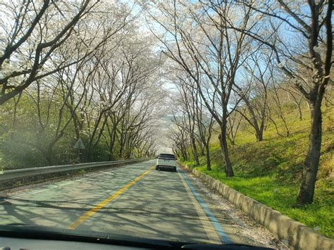 2023년 벚꽃 차량 나들이 곡성군립노인전문병원