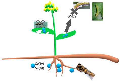 Selenium As A Protective Agent Against Pests A Review