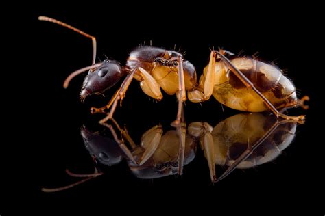 Camponotus Maculatus Ants Invasion