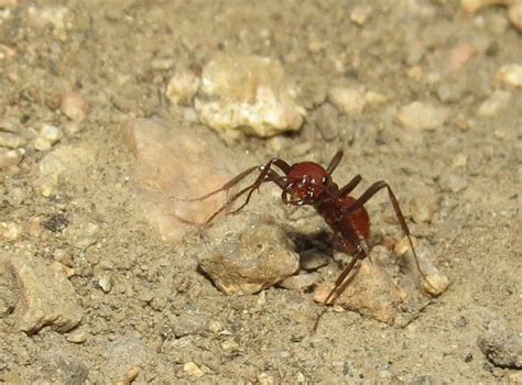 Bug Eric Raid Of The Slave Makers