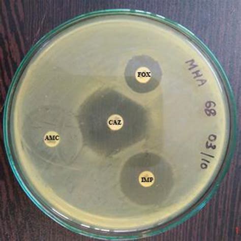 Evaluation Of Two Phenotypic Methods For The Detection Of Plasmid Mediated Ampc β Lactamases