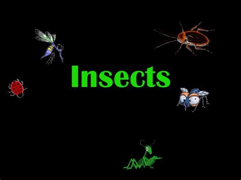 Ppt Insects Powerpoint Presentation Free Download Id4915285