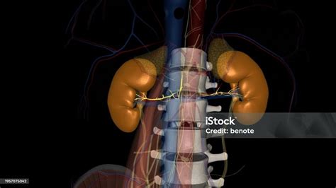 The Renal Plexus Is A Complex Network Of Nerves Formed By Filaments From The Celiac Ganglia And
