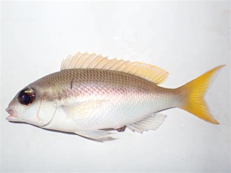 ヒメタマガシラ 2023 11 04 WEB魚図鑑