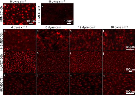 Figure 1 From Human Brain Microvascular Endothelial Cells Resist Elongation Due To Shear Stress