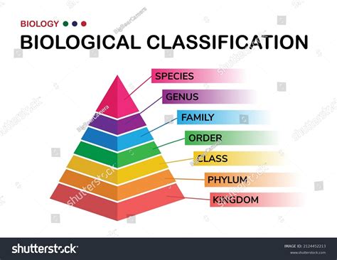The Hierarchy Of Classification Taxonomic Class Biology 45 Off