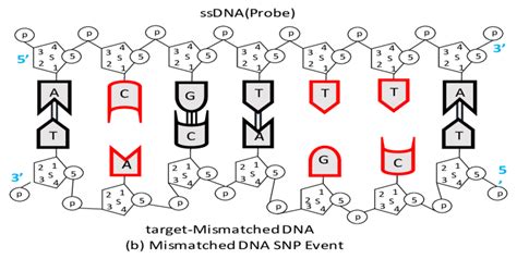 5 Schematic Of Dna Hybridization Event A Represents The Perfectly Download Scientific