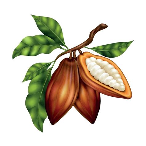 Realistic Cocoa Beans 28705679 Vector Art At Vecteezy