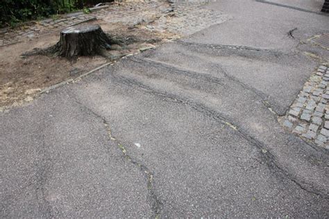 Felled Tree Stump With Visible Tree Root Damage To Pavement Stock Photo