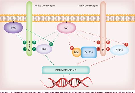 Tyrosinemia Pathway