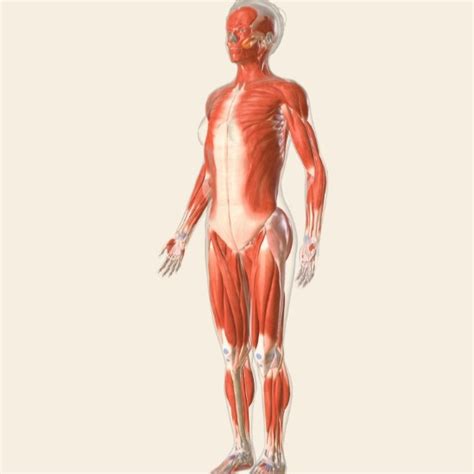 Miosite O Infiammazione Muscolare Cosa è Cause Cure