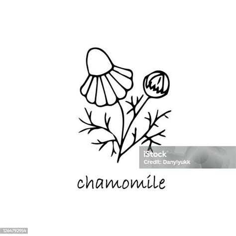 카모마일 식물 스케치 손으로 그린 잉크 아트 디자인 개체 절연 스톡 벡터 일러스트 로크 웹 인쇄용 허브 티 제품 디자인 개념에 대한 스톡 벡터 아트 및 기타 이미지 Istock