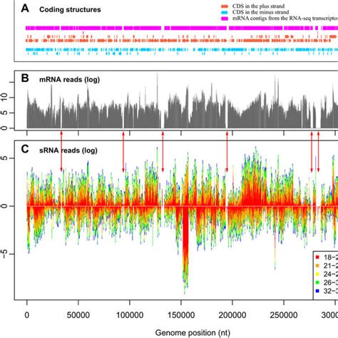 Roadmap Of The Bioinformatics Analysis Download Scientific Diagram
