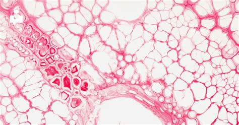 빨간색과 흰색 물방울 사진 Unsplash의 무료 분홍색 이미지