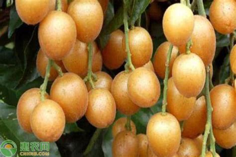 黄皮成今夏水果新宠现在多少钱一斤 惠农网