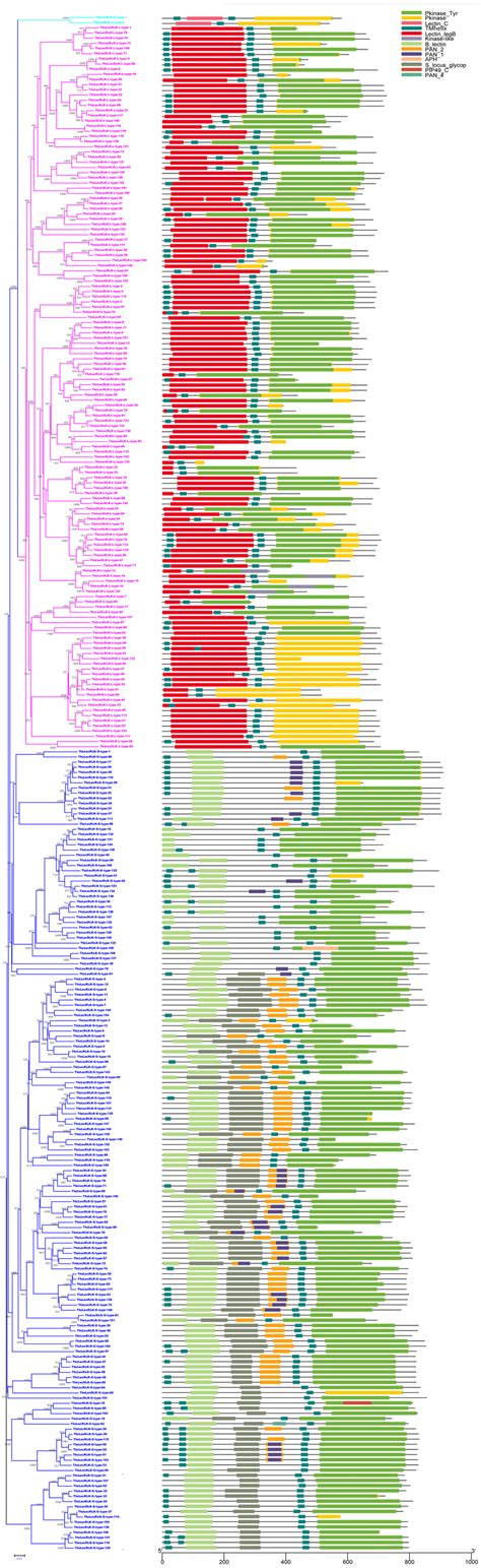 Conserved Domain In Lectin Domain Of Thzlecrlk Total 297 Proteins