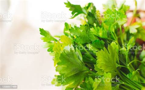 화이트 자연 배경에 신선한 녹색 유기농 이탈리아 파슬리를 닫습니다 건강하고 음식 개념 복사 공간 개체 그룹에 대한 스톡 사진 및 기타 이미지 Istock