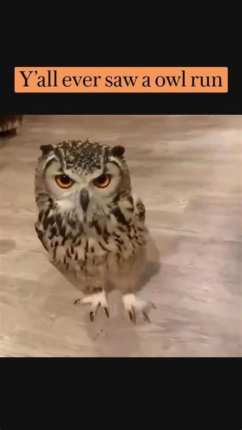Owl Running In The Wild Cute Animals Photography