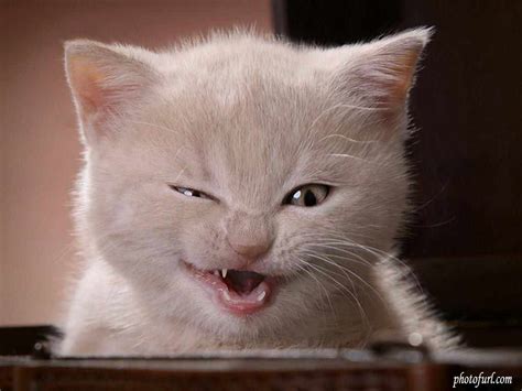 🔥 Free Download Funny Cat Wallpaper By Jenniferc48 Wallpapersafari
