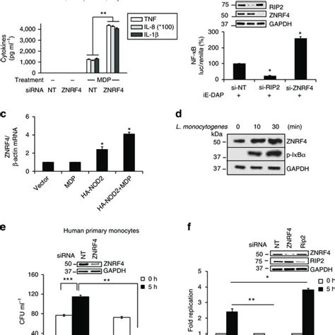 Znrf4 Negatively Regulates Mdp Induced Proinflammatory Response And