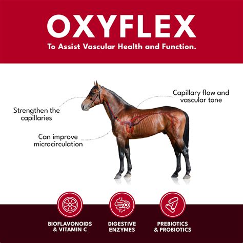 1equine Blood Health 🩸 1equine Oxyflex Assists With