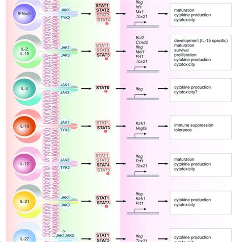 Schematic Representation Of The Canonical Jak Stat Signaling Pathway Download Scientific