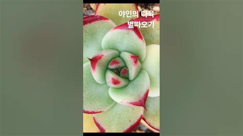 별따오기 연두 놀노리 빨간 라인도 ~ 파종이 실생 다육 다유기 다육이 다육식물 반려식물 다육판매 다육이판매 다육이키우기 다육인스타그램 매혹이 청주