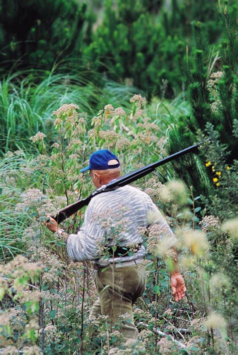 Riverhead An Urban Forest New Zealand Geographic