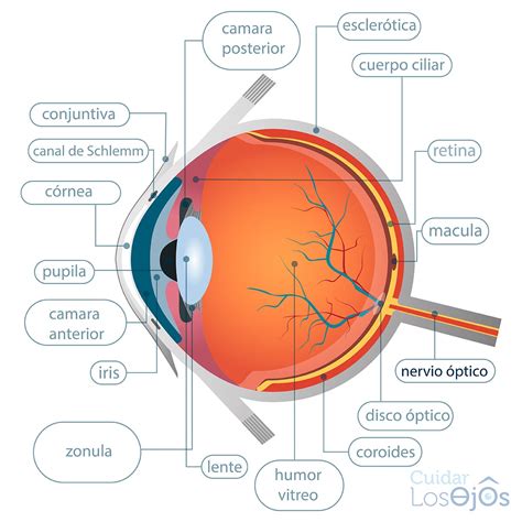 Anatomia Del Ojo Humano Explicacion De Las Partes Del Ojo Anatomia