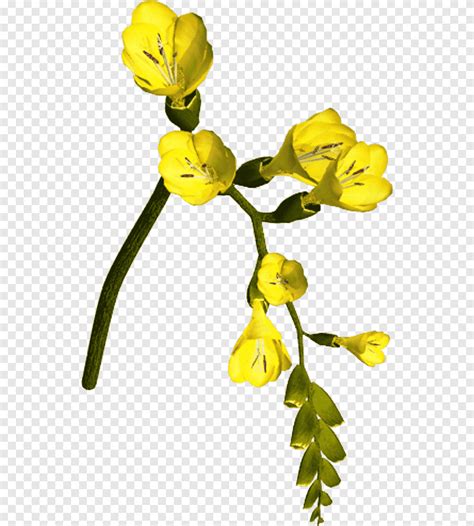 무료 다운로드 컷 꽃 꽃잎 장미 식물 줄기 꽃 사진술 식물 줄기 Png Pngegg