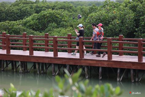 守护“国宝”红树林深入人心 湛江云媒（湛江新闻网）